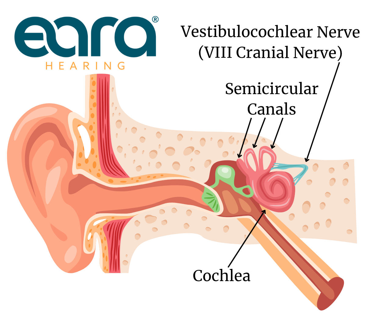 Hearing Loss & Balance - What You Didn’t Know About the Inner Ear